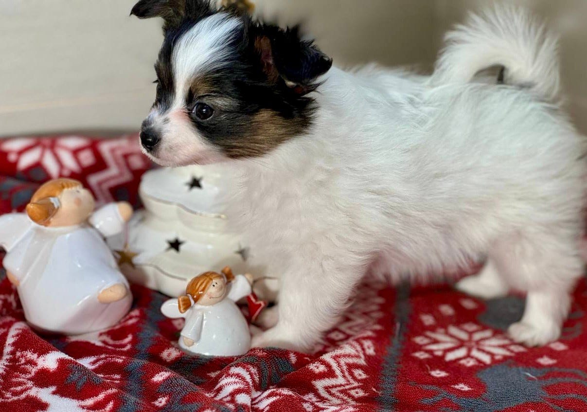 Papillon valper Leveringsklare | FINN-torget