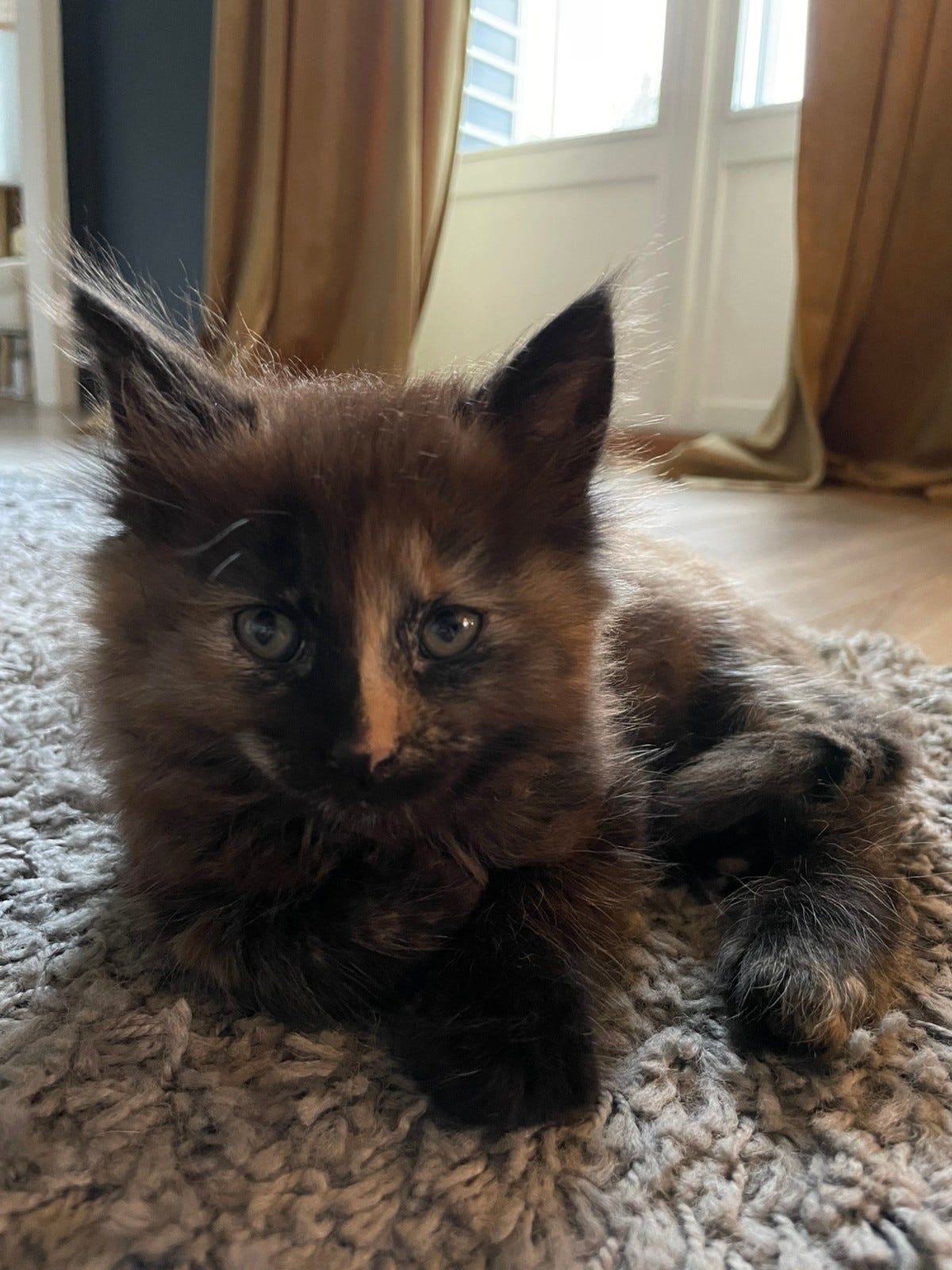 Main Coon mix | FINN-torget