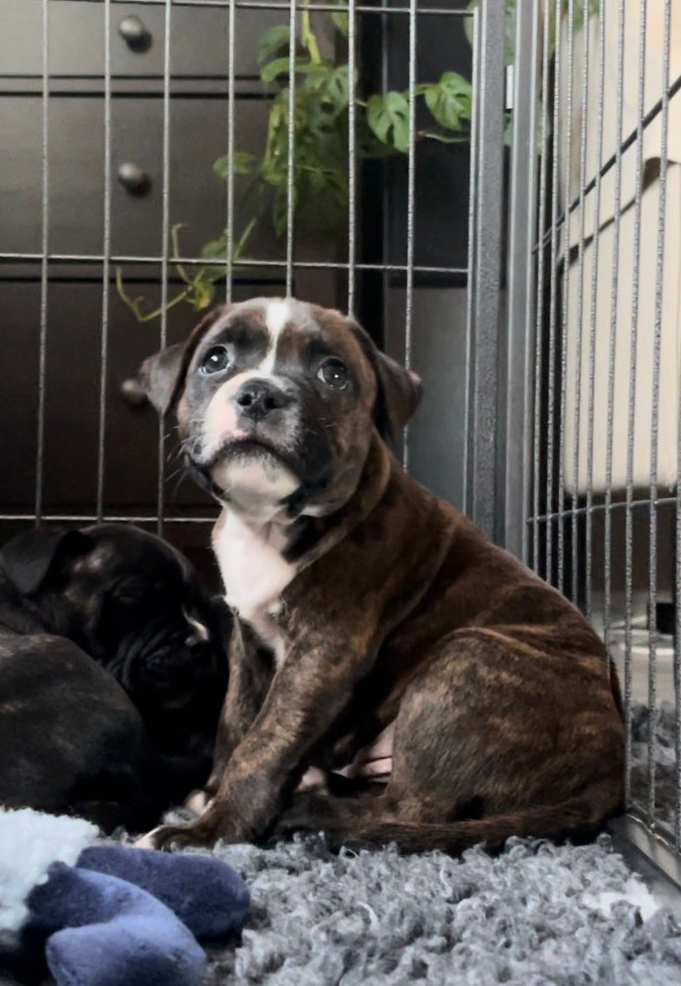 Kennel Dynamite Staff - har en flott valp ledig. | FINN-torget