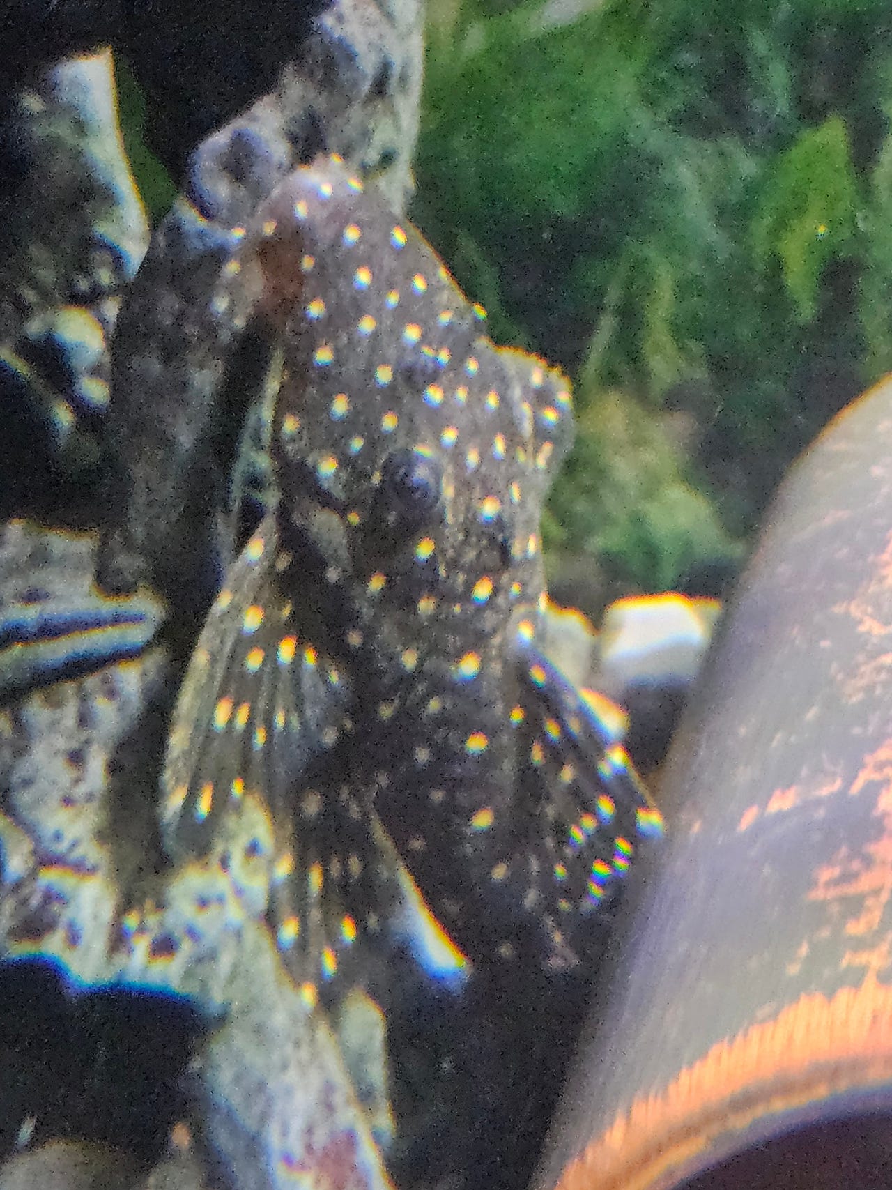 L007 plico | FINN-torget