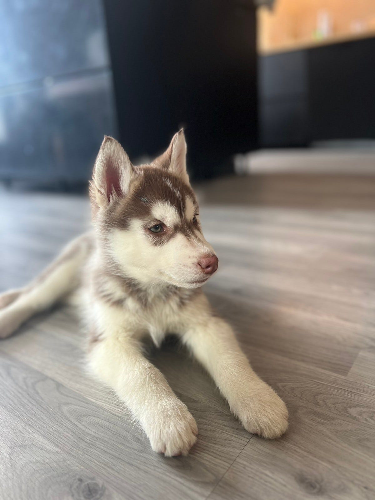 Siberian Husky valper til salg | FINN torget