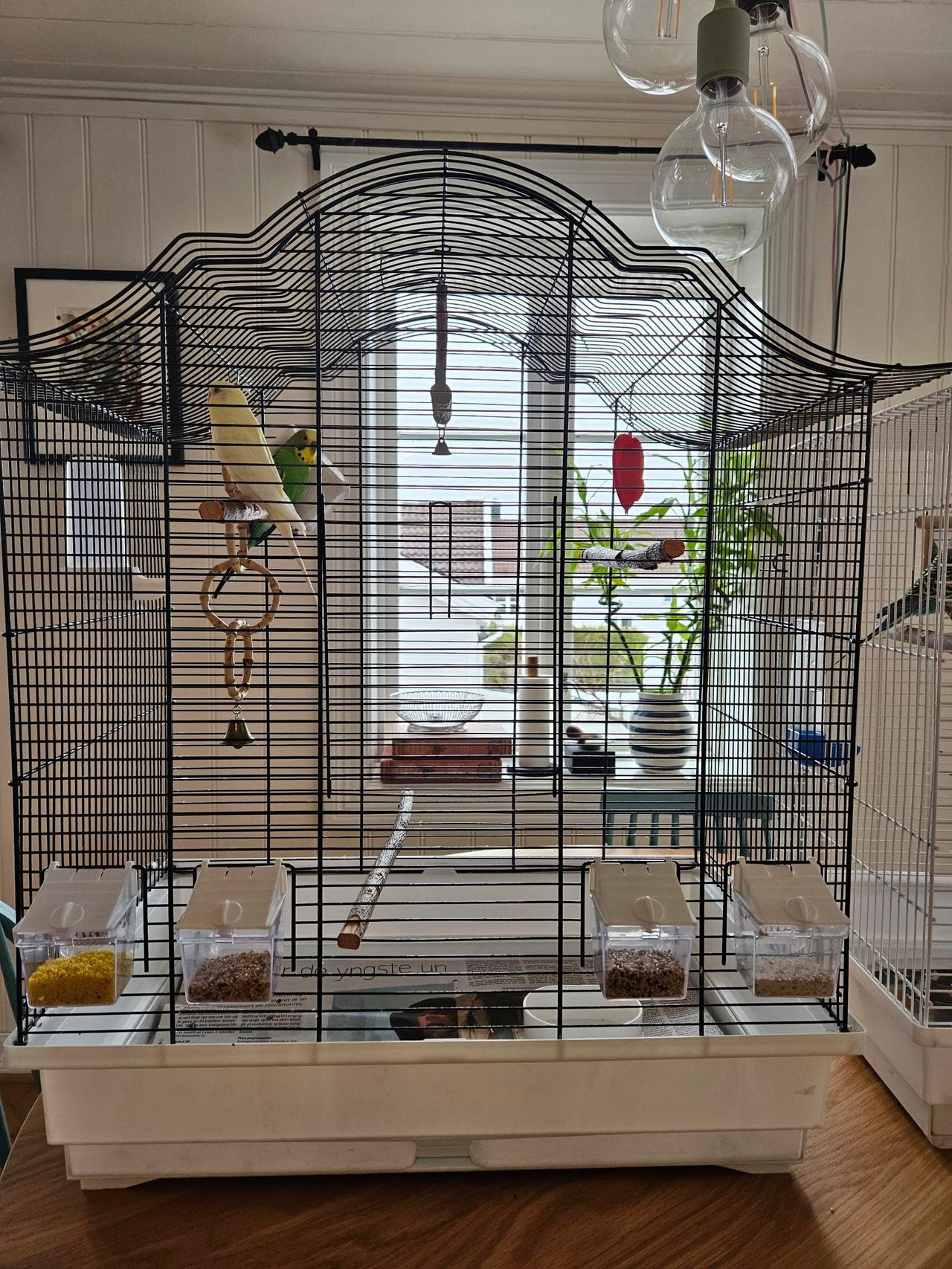 2 undulater med bur og utstyr. | FINN torget