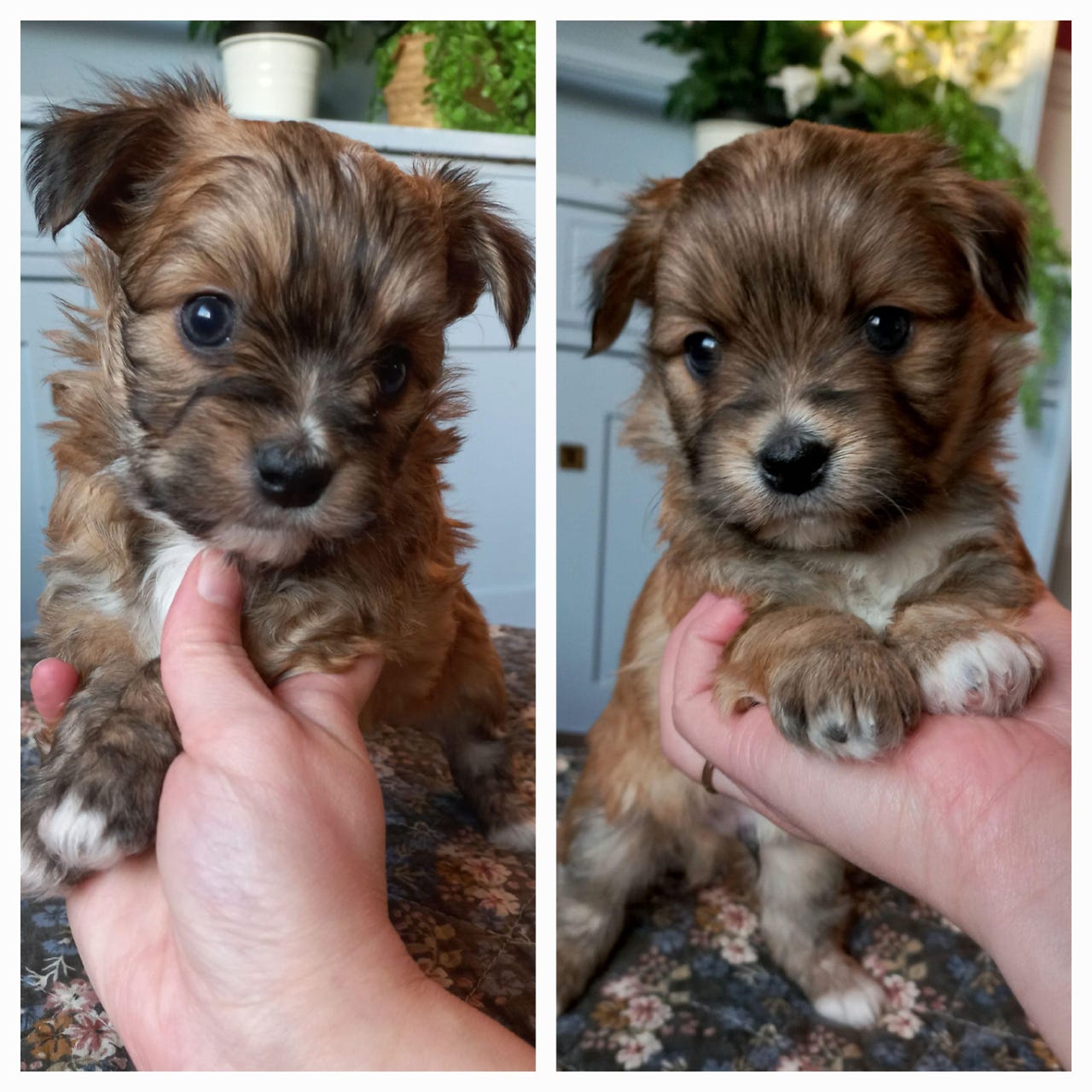 *Med Video! Leveringsklare Aussiechon valper | FINN torget