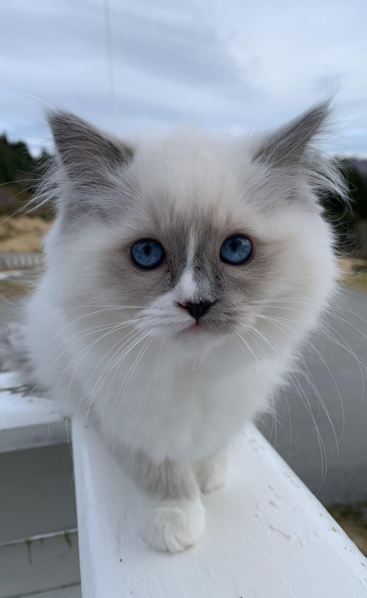 Flotte Ragdoll-kattunge til salgs | FINN torget