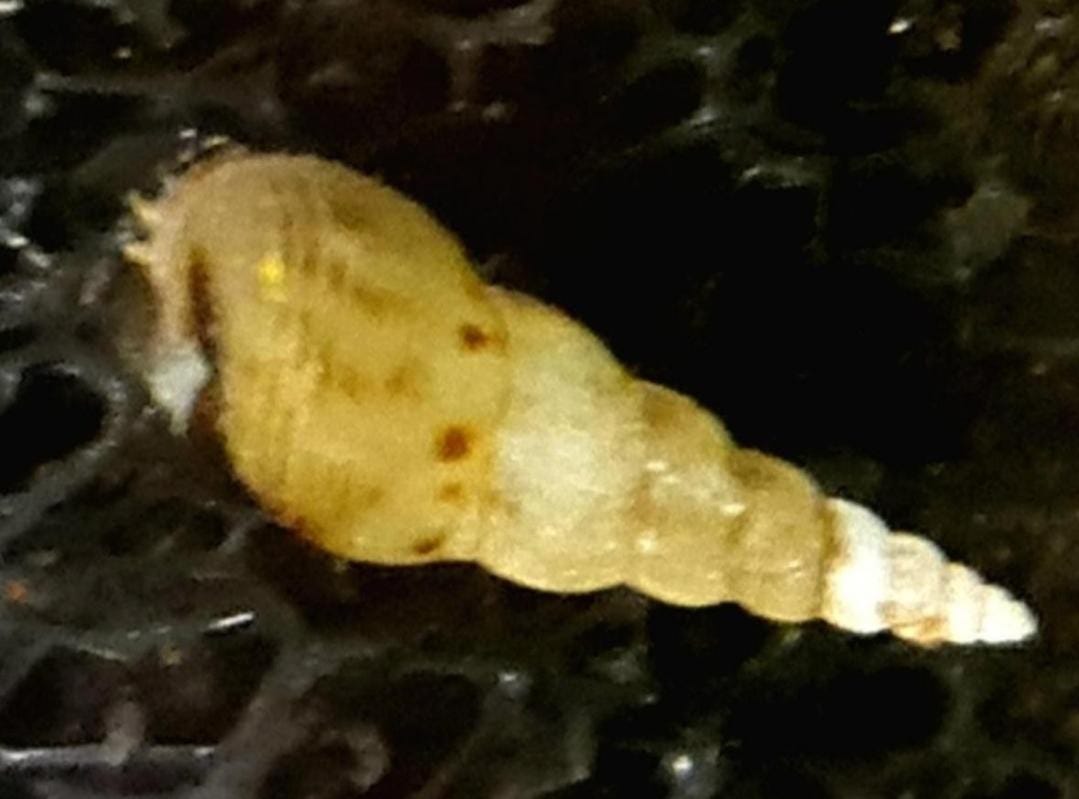 20 stk Malaysiske Sandsnegler Thiara winteri ( 6 kr/stk ) | FINN-torget