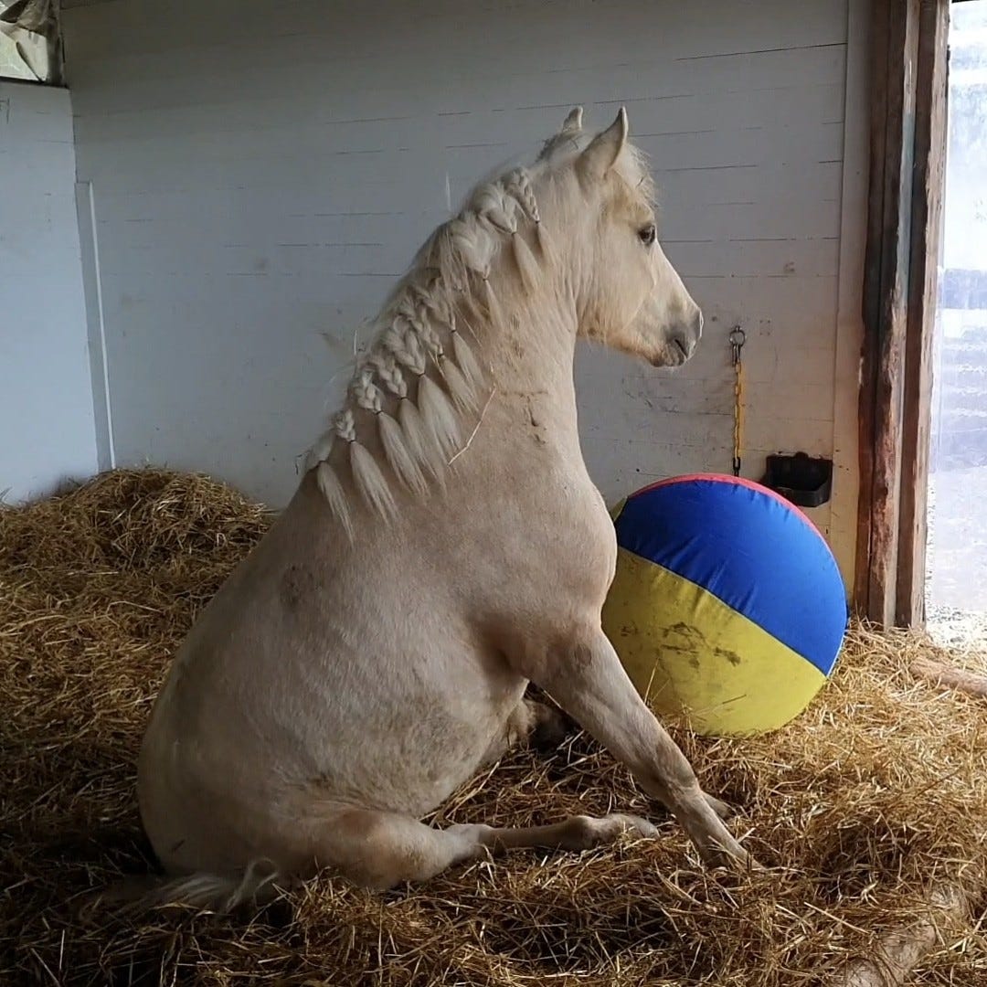 Horsemanspride jolly ball | FINN-torget