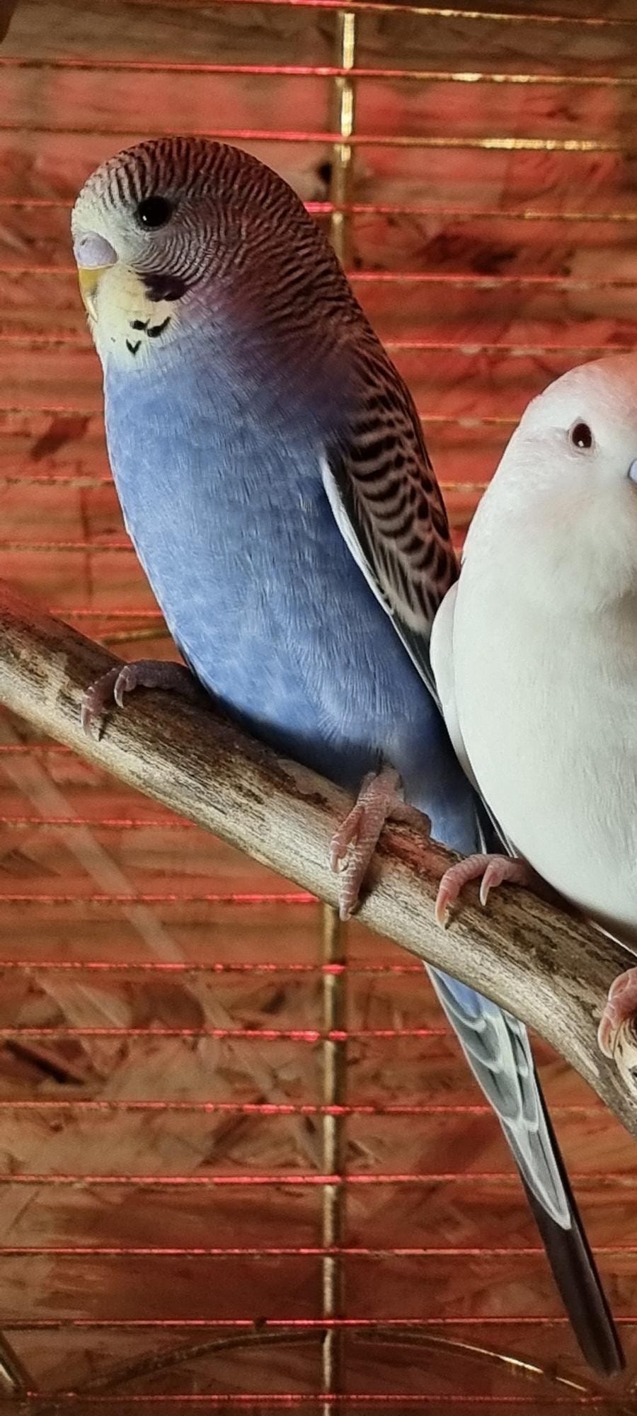 Undulater (Australsk) til salg | FINN-torget