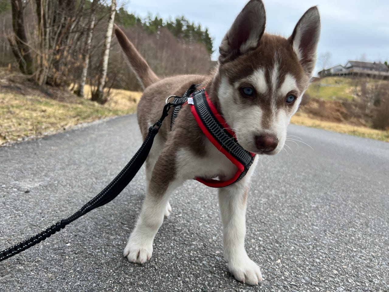 Siberian Husky Valper | FINN torget