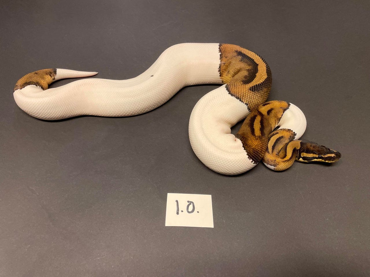 Pied kongepyton | FINN torget