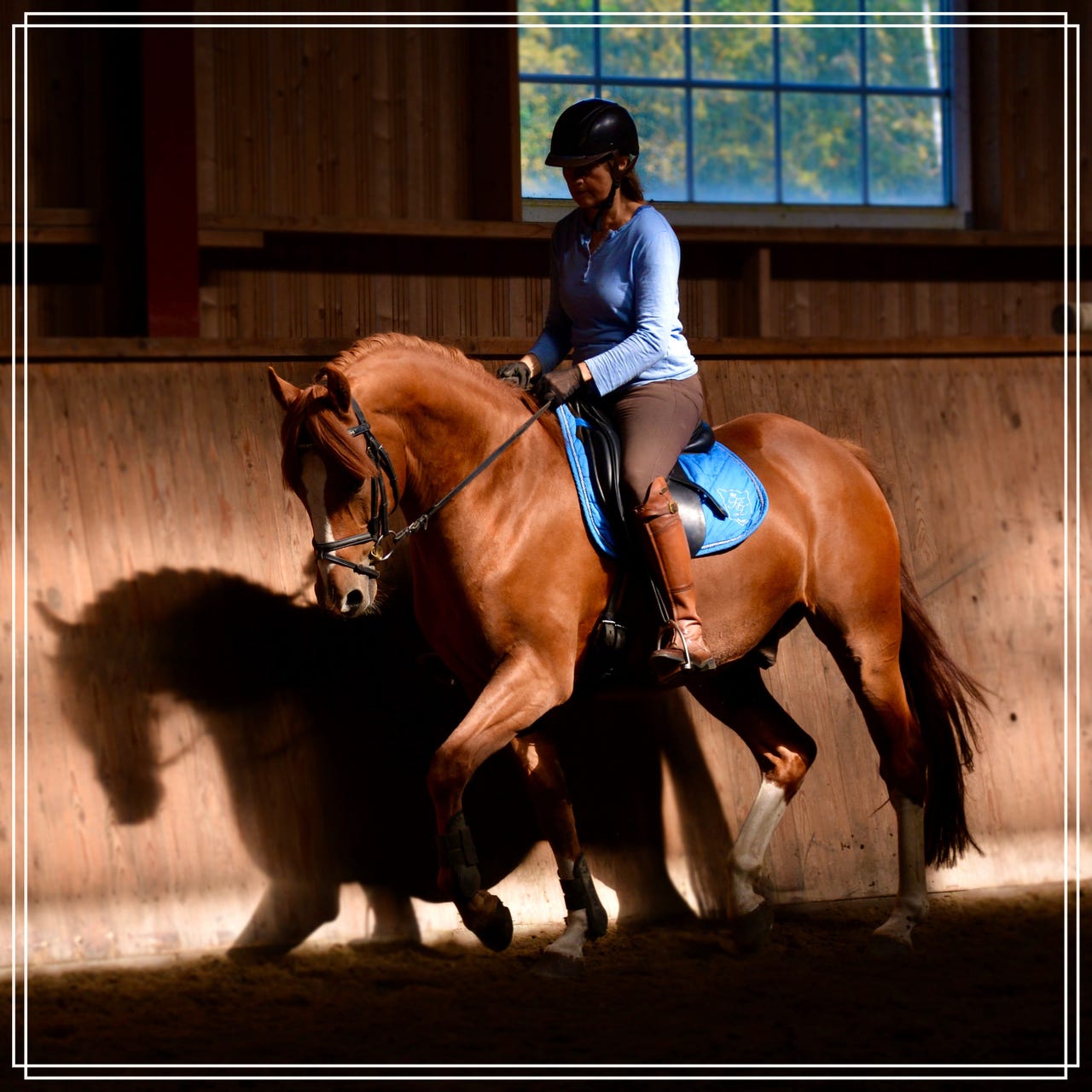 Velutdannet liten hest (fullblod x ponni) | FINN torget