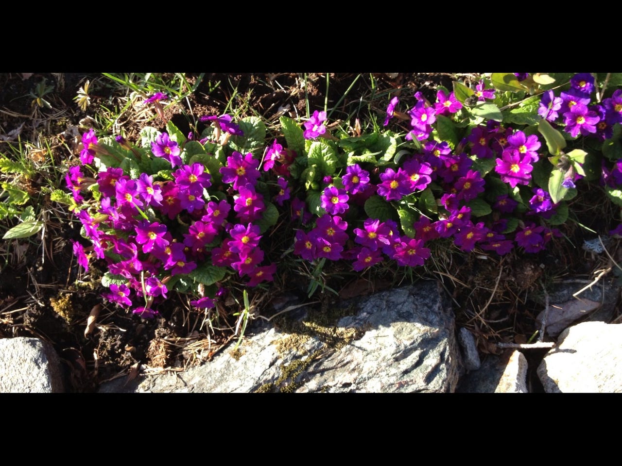 Primula staude. | FINN-torget