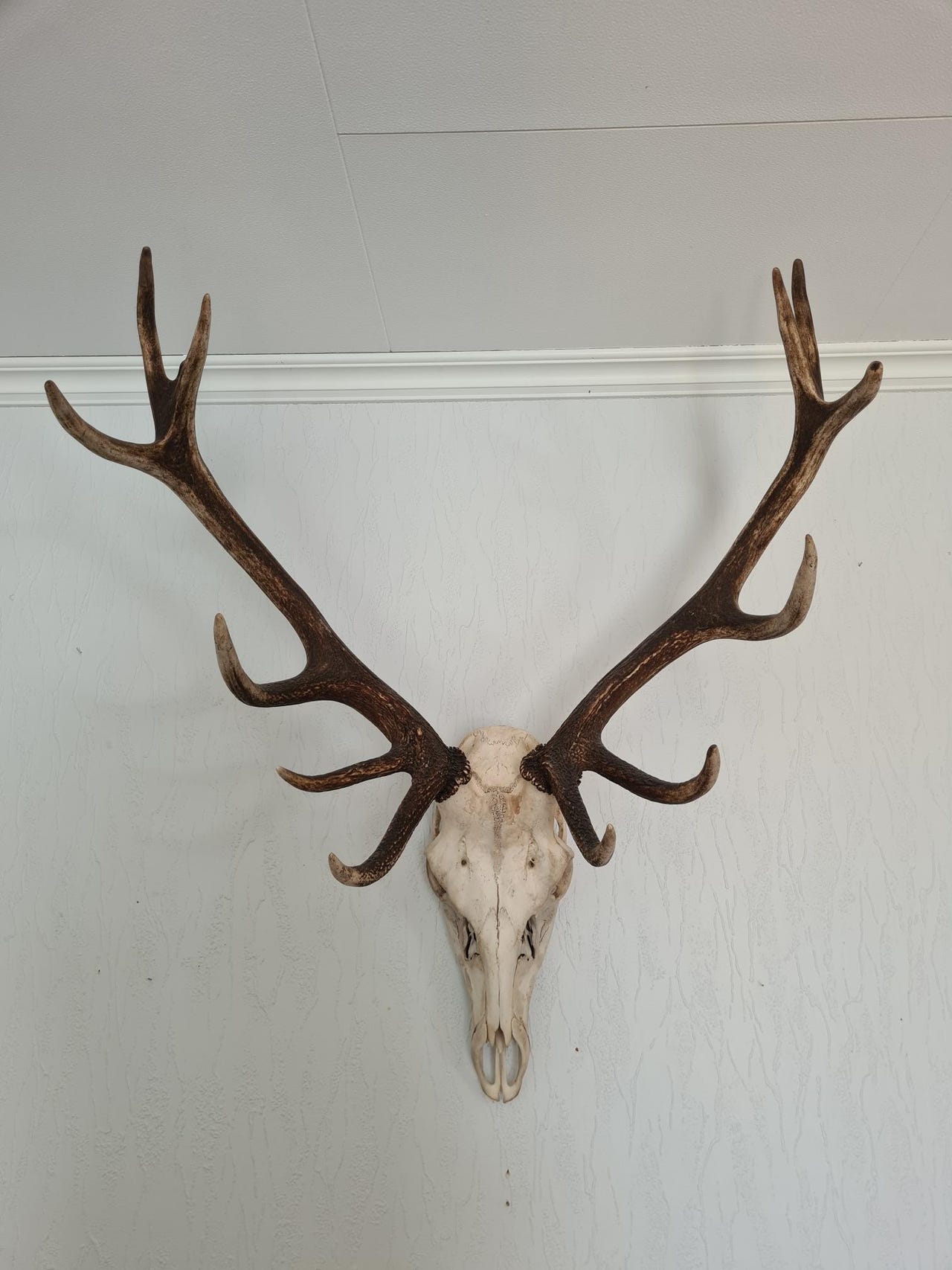 Kronhjort gevir selges | FINN-torget