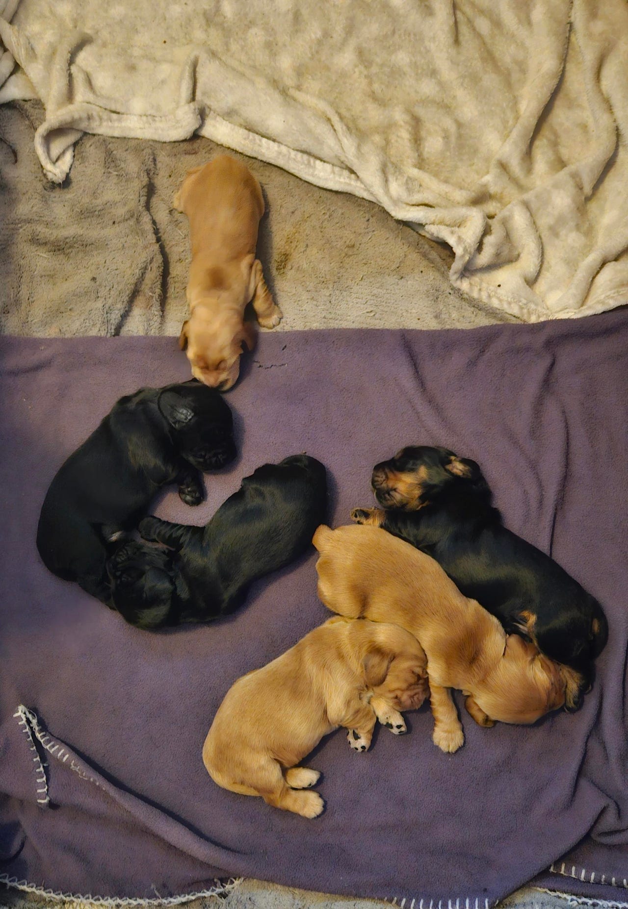 Engelsk cocker spaniel valper, NKK reg | FINN torget