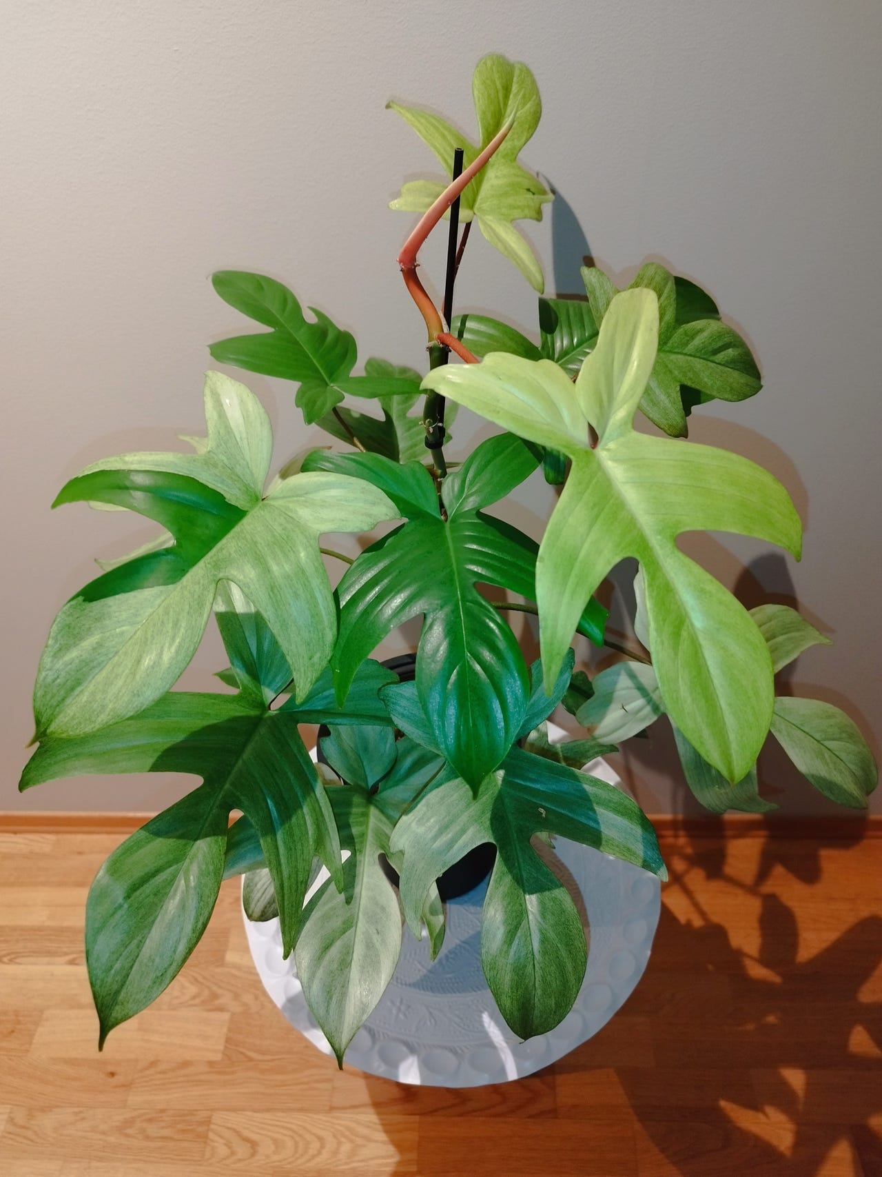 Philodendron Florida Ghost Mint Variegated - SUPER RARE 👻🤍👻💚👻🤍👻 | FINN ...