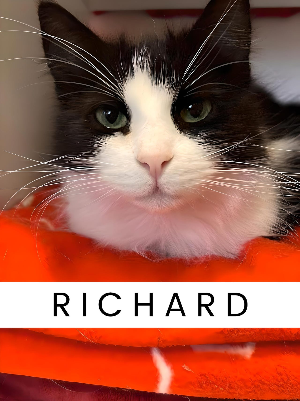 Møt Richard: En Livlig Sjarmør Klar for Adopsjon! (fra 2SaveMe) | FINN ...