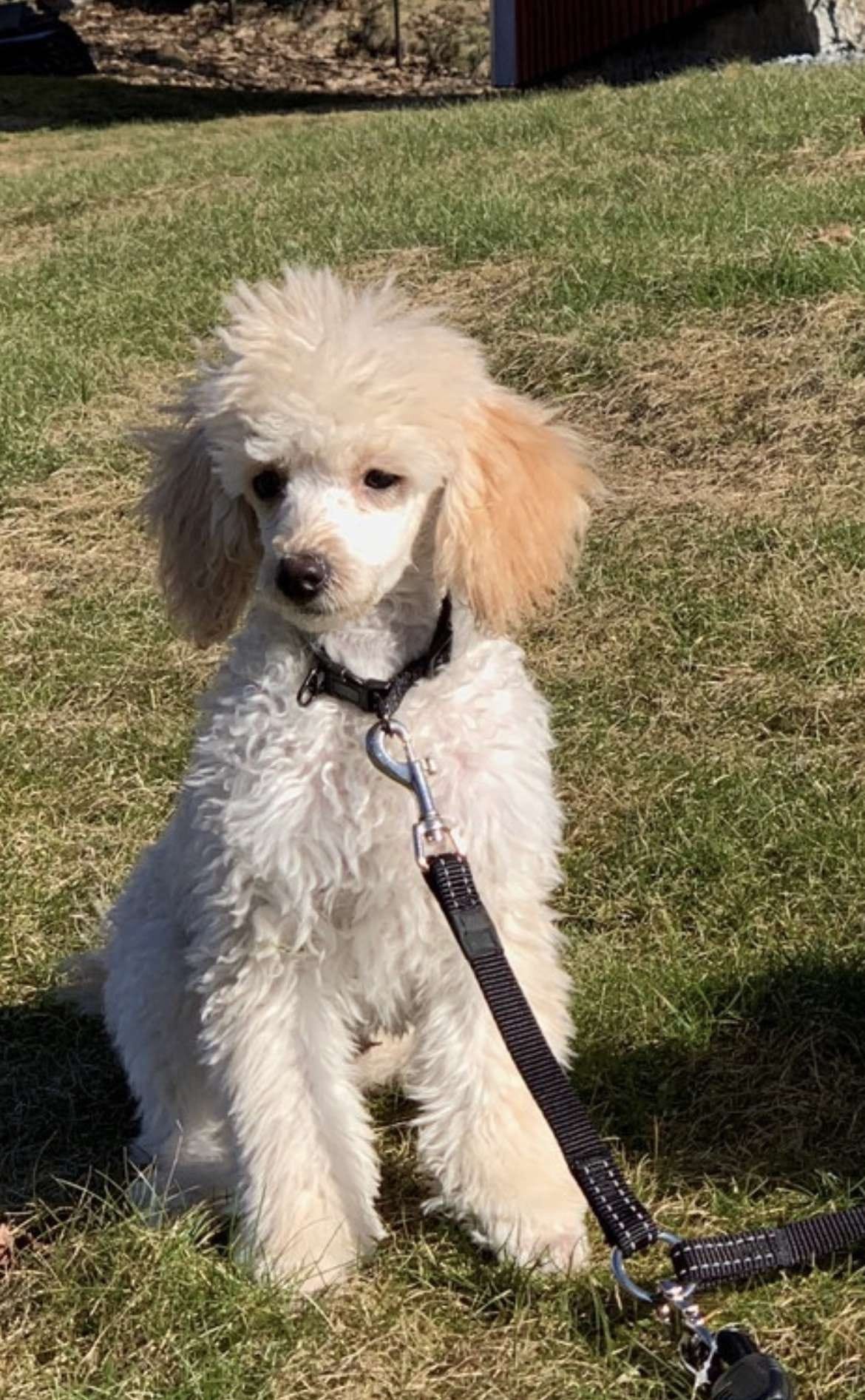 Toy-dvergpuddel | FINN-torget