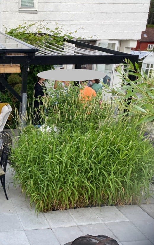 Prydgress Artic sun | FINN-torget