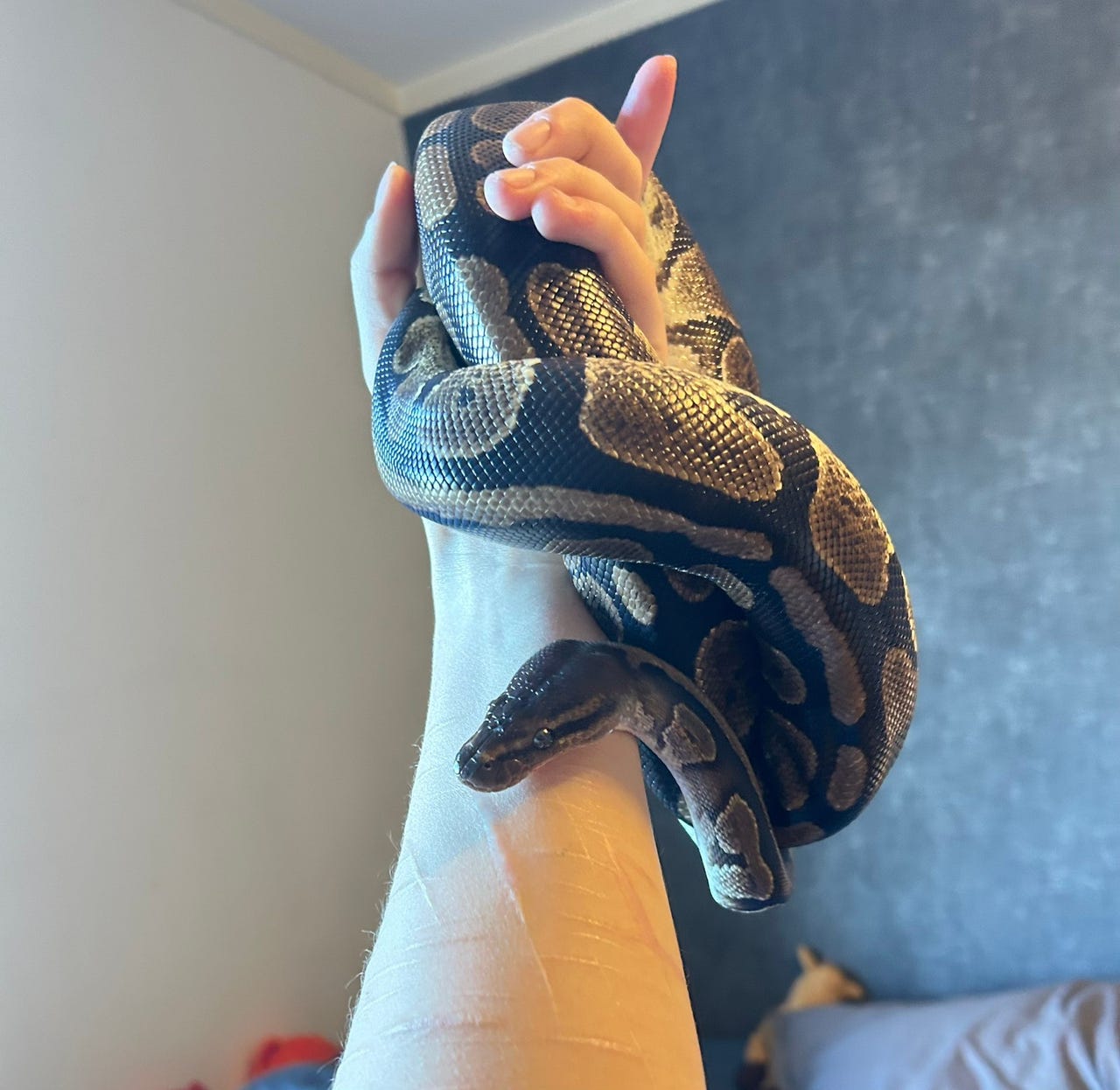 Kongepyton selges m/ utstyr | FINN-torget