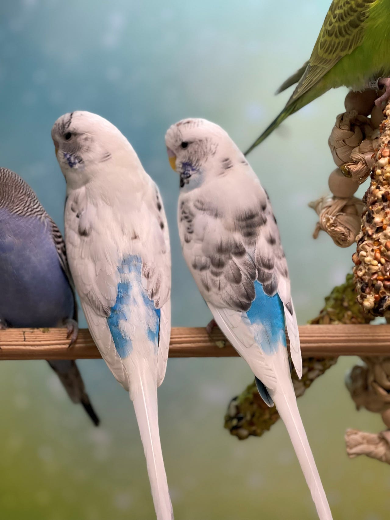 Undulater hos Buddy Kolbotn | FINN-torget