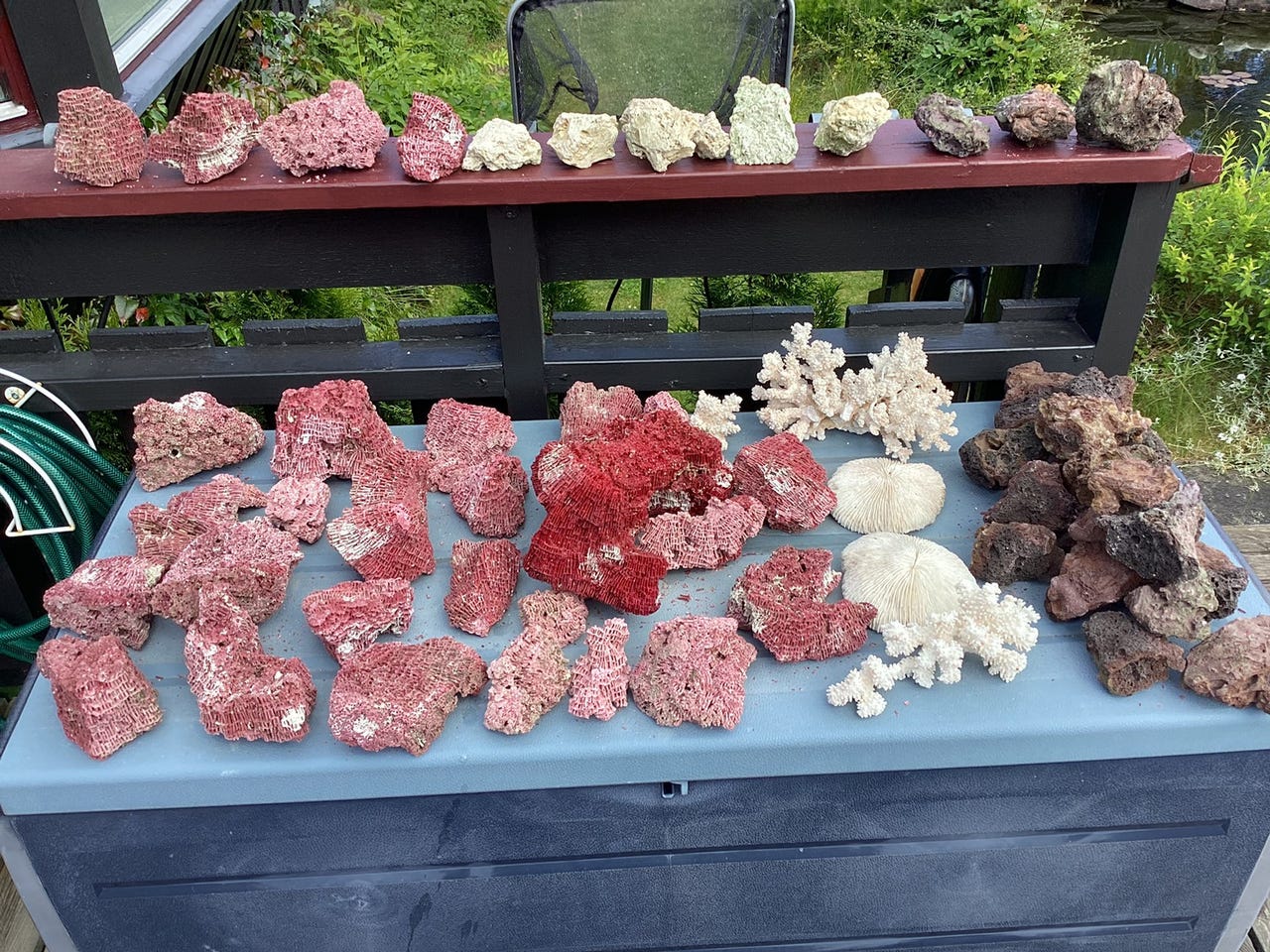 Korall skjelett/levende stein | FINN torget