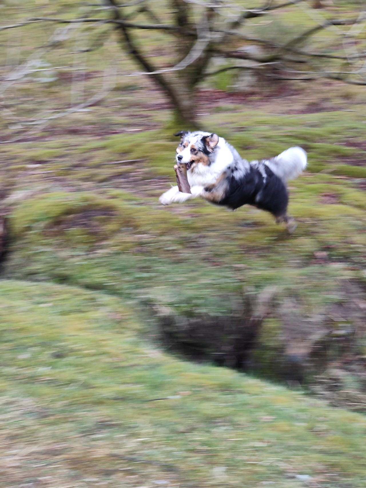 Australsk shepard (Aussie) valper | FINN torget