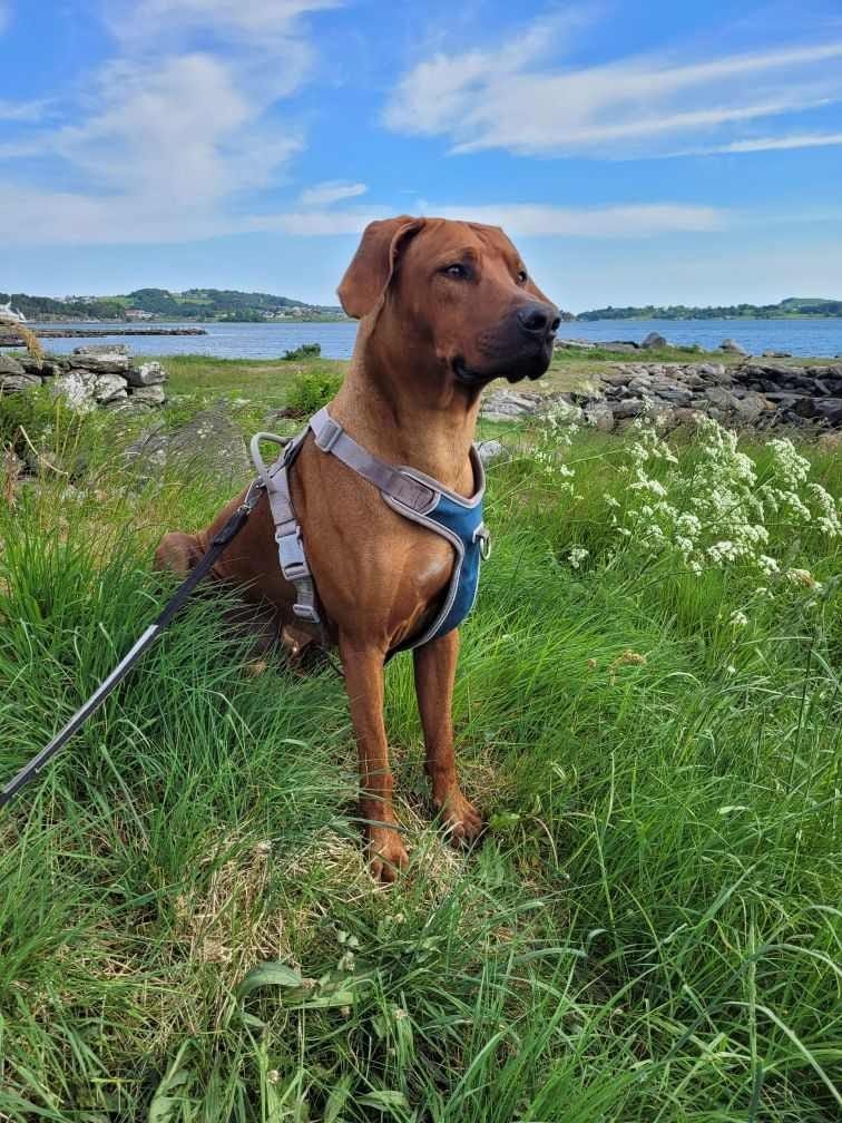 RHODESIAN RIDGEBACK - UNG HANN OMPLASSERES | FINN-torget
