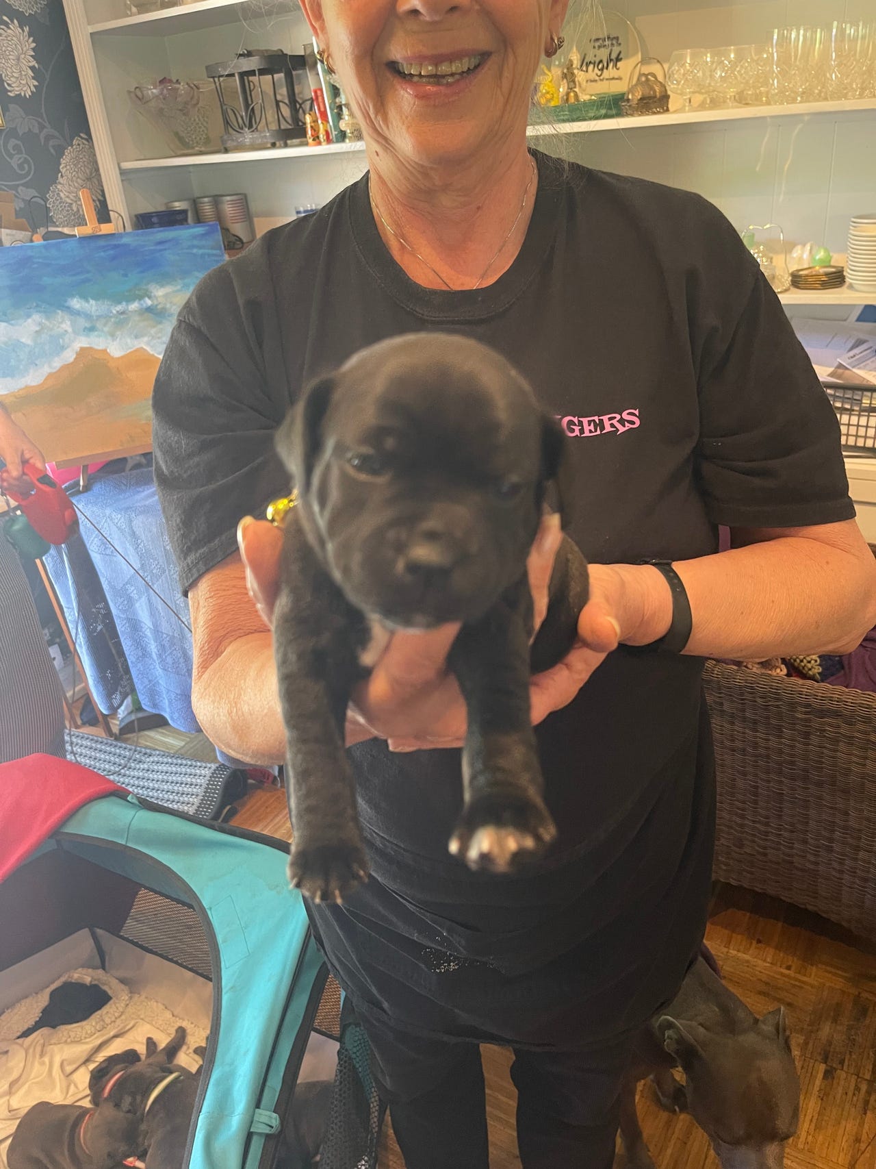 Staffordshire bull terrier Valp | FINN torget