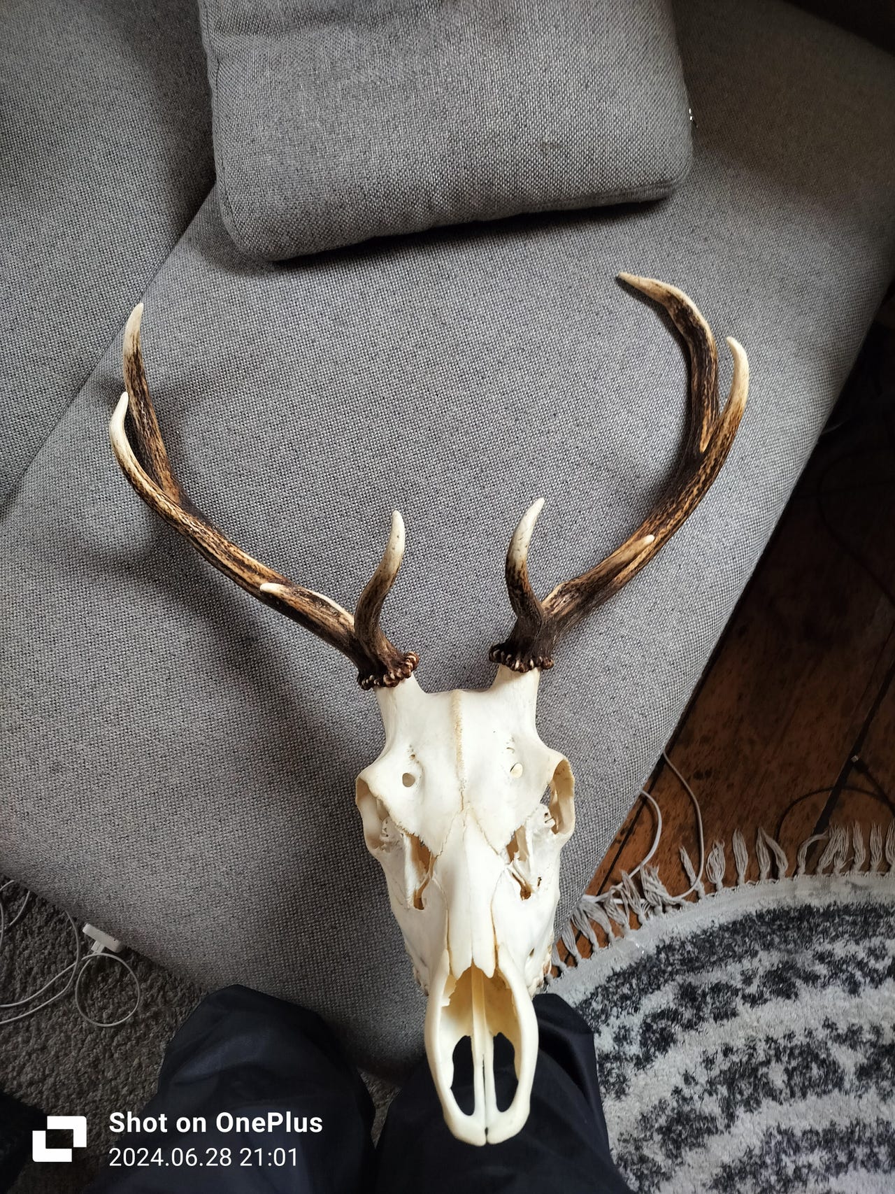 Hjorte gevir 8 tagger | FINN-torget