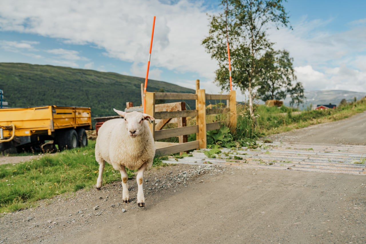 Ferister | FINN-torget