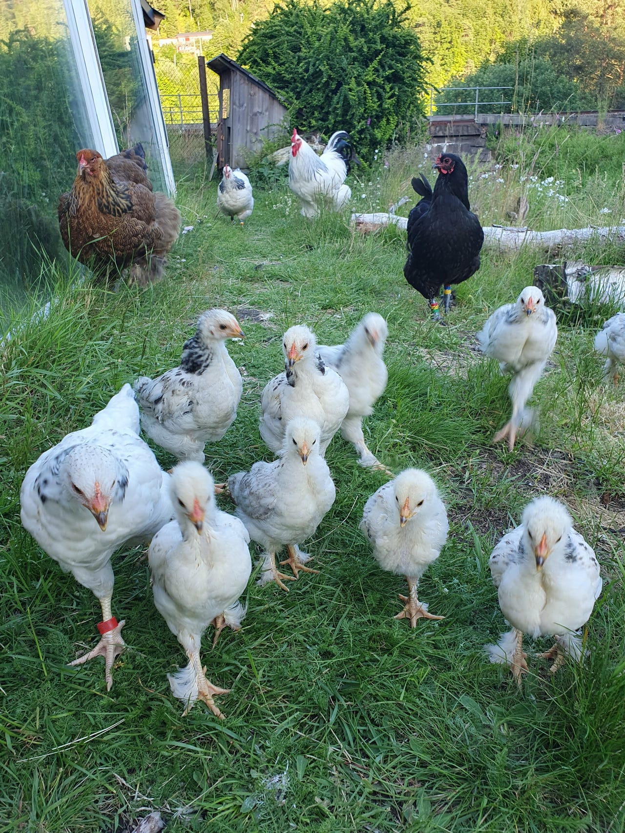 Kyllinger | FINN torget