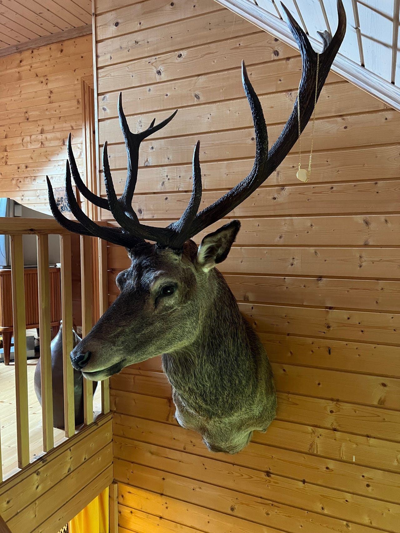 Utstoppet hjortehode vurderes solgt! 176 poeng- Gull- Svært! | FINN-torget