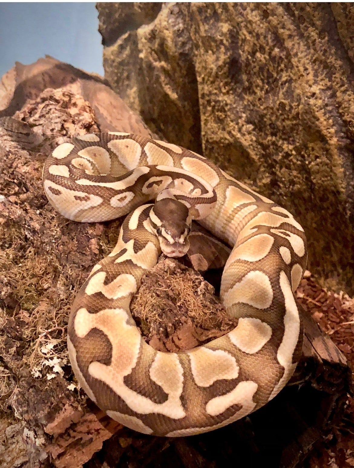 Kongepyton Butter Het Clown | FINN-torget