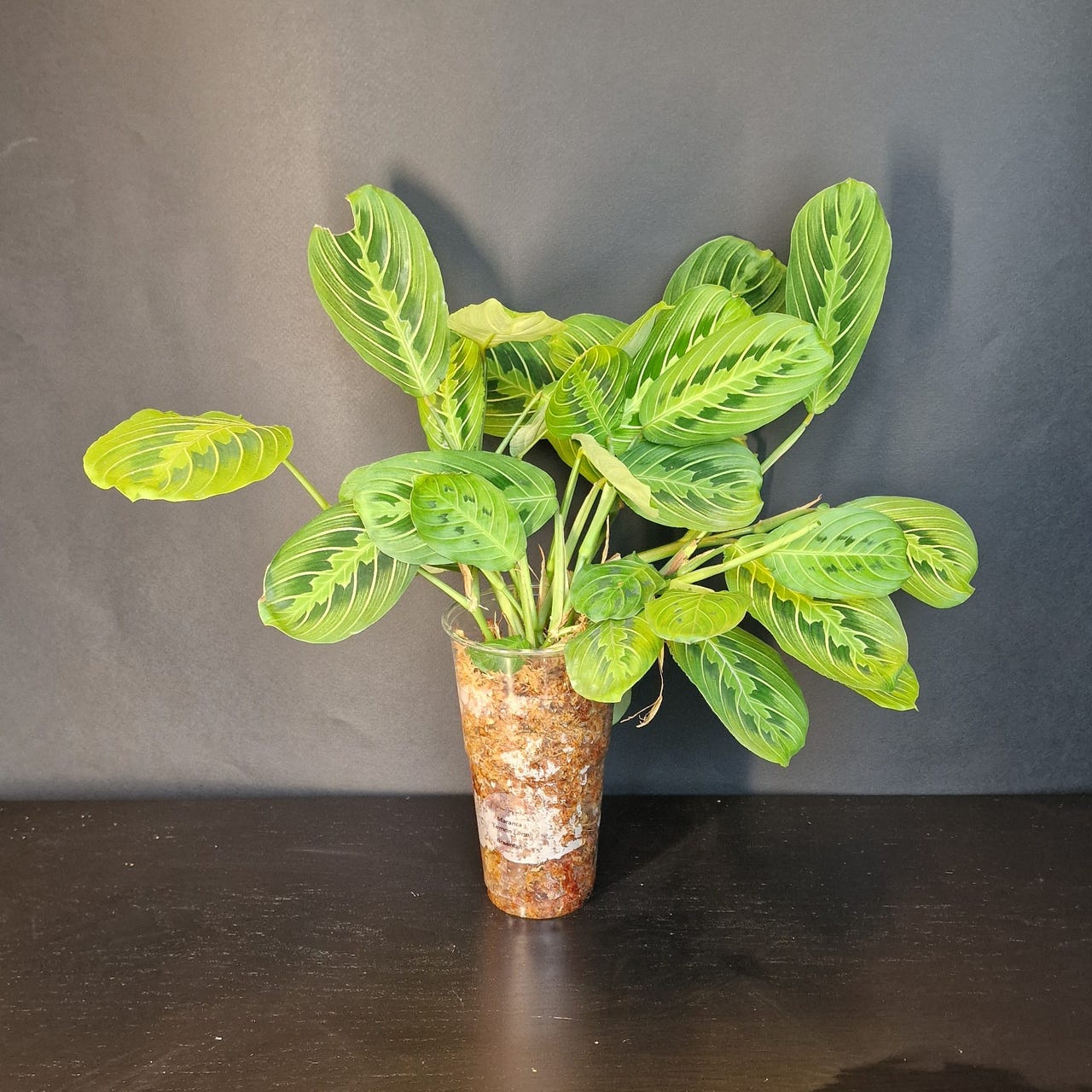 Calathea maranta "Lemon Lime" | FINN-torget