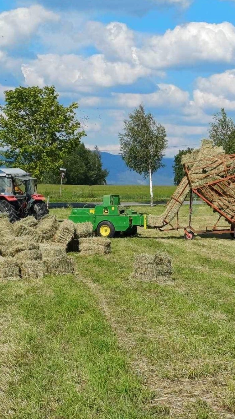 Halm i småbunt. | FINN-torget