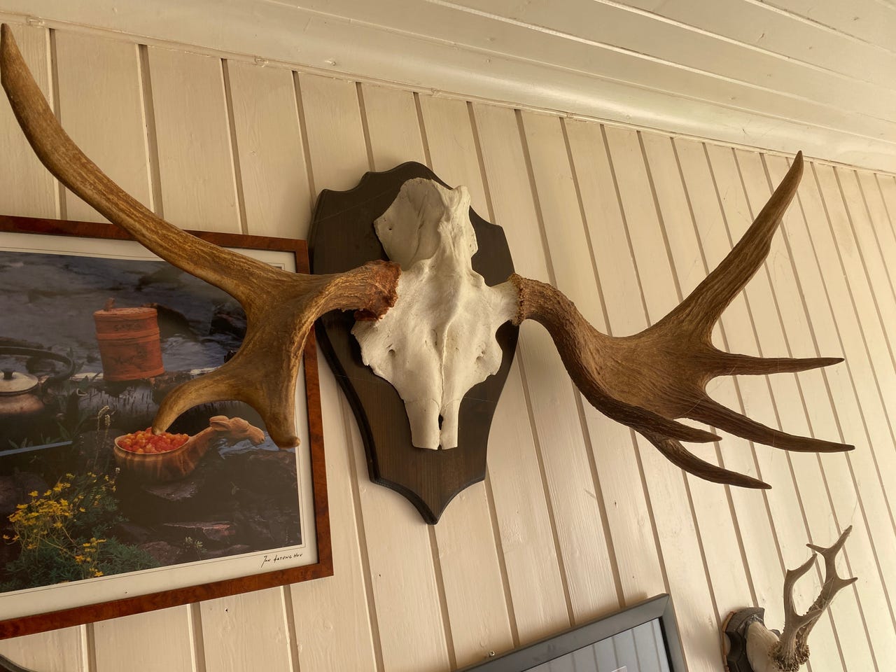 Gevir/horn av elg og rådyr | FINN-torget