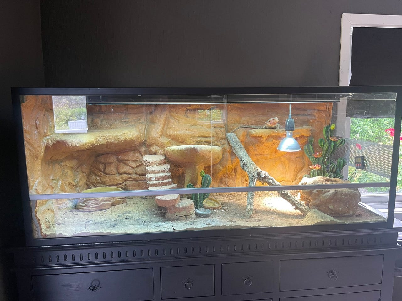 Skjeggagam med alt av utstyr | FINN torget