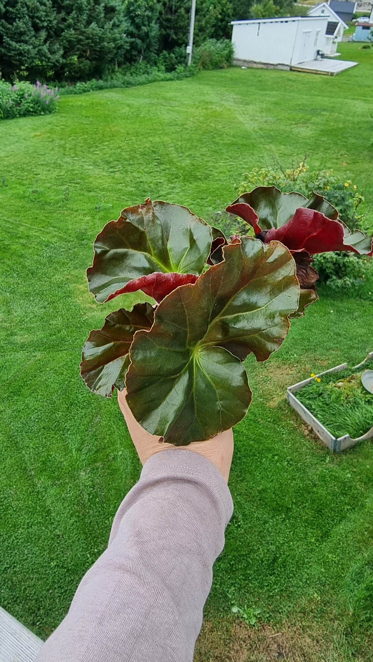 Begonia Alice Faye | FINN-torget