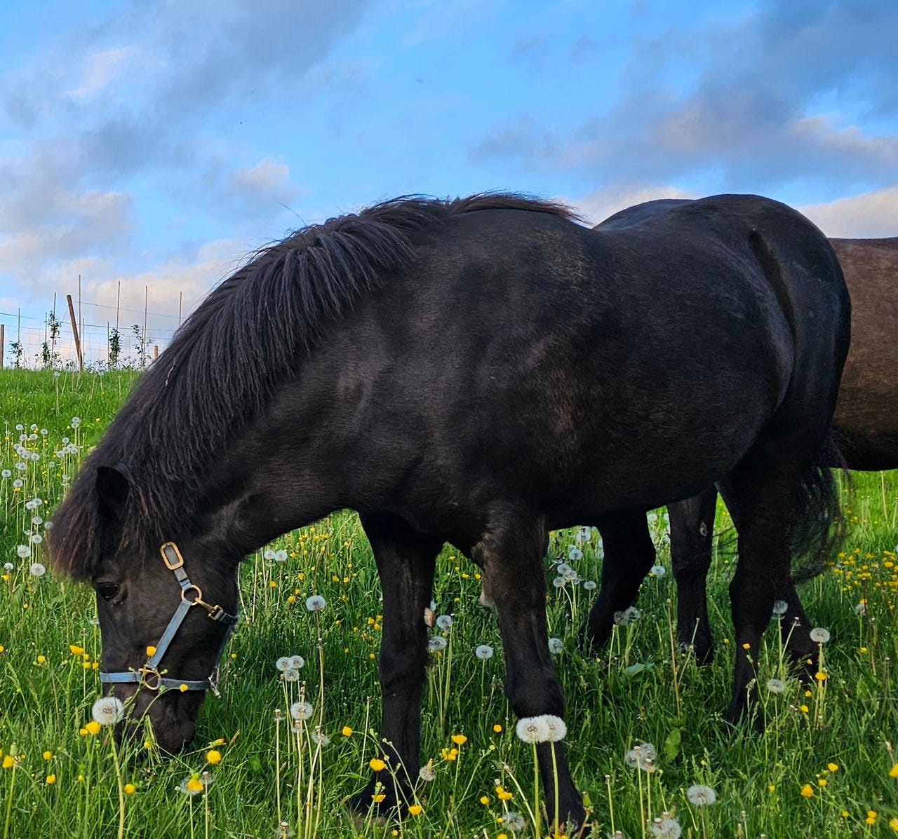 Islandshest | FINN-torget