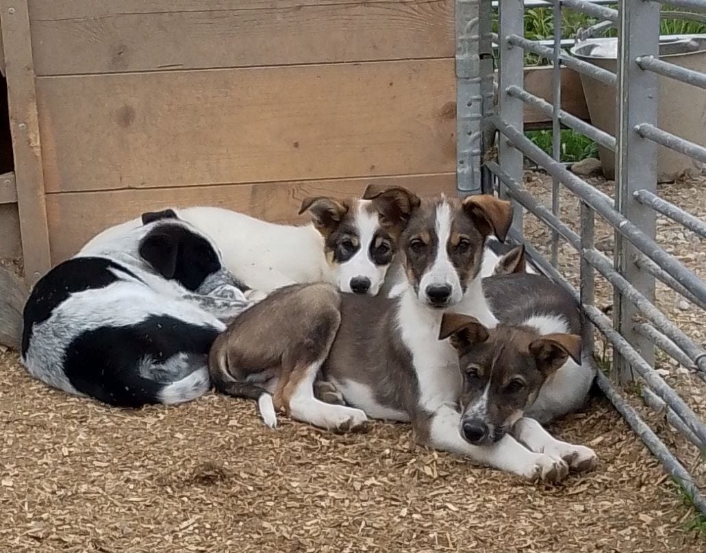 Alaska Husky valper. En gjen | FINN-torget