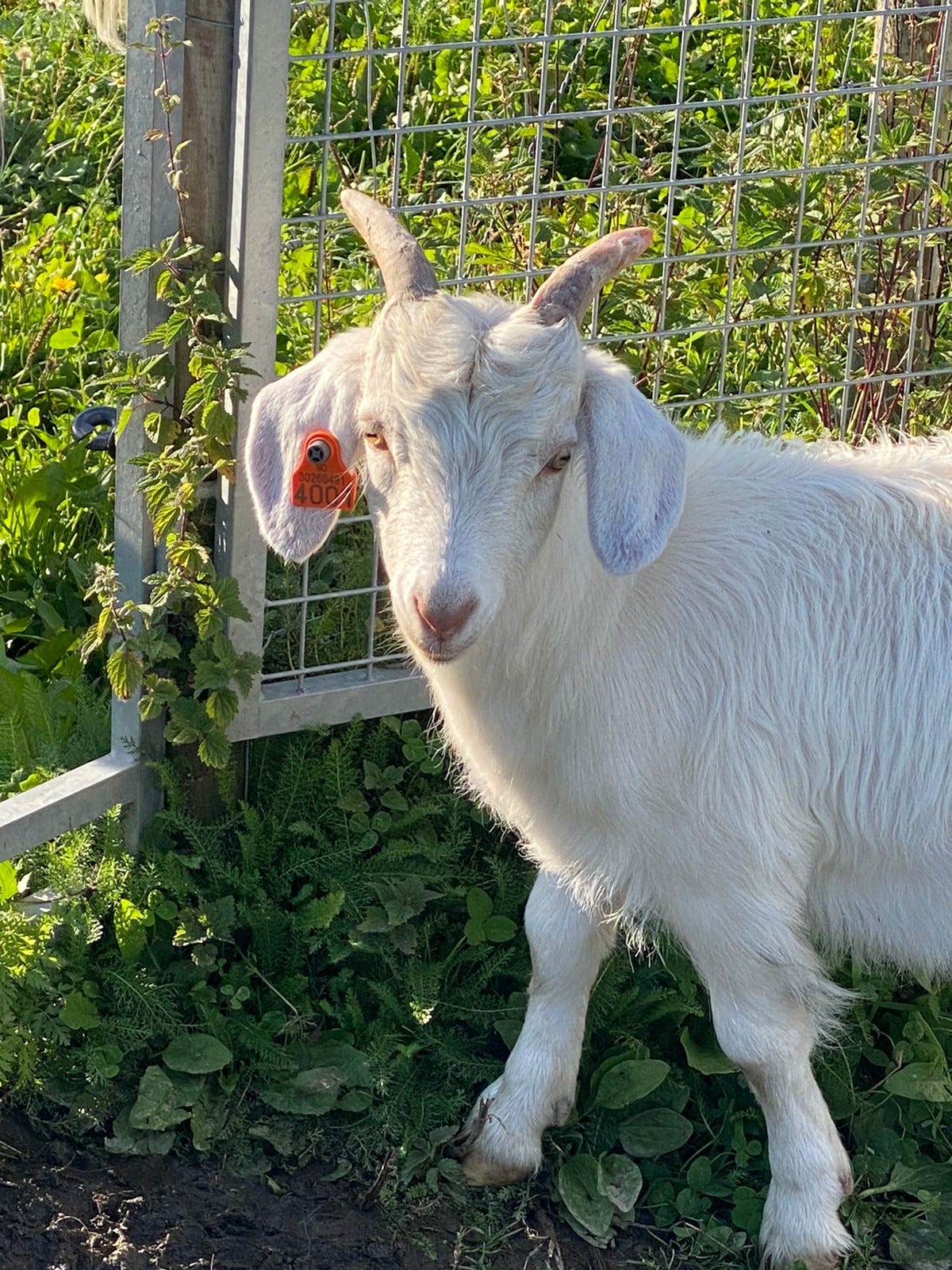 Kastrat av mjølk og boer reg 4 | FINN-torget