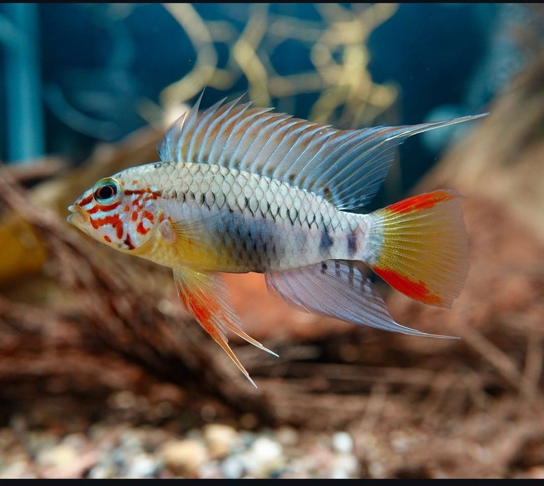 Apistogramma sp. D24 og diverse andre uvanlige Apistogramma | FINN torget
