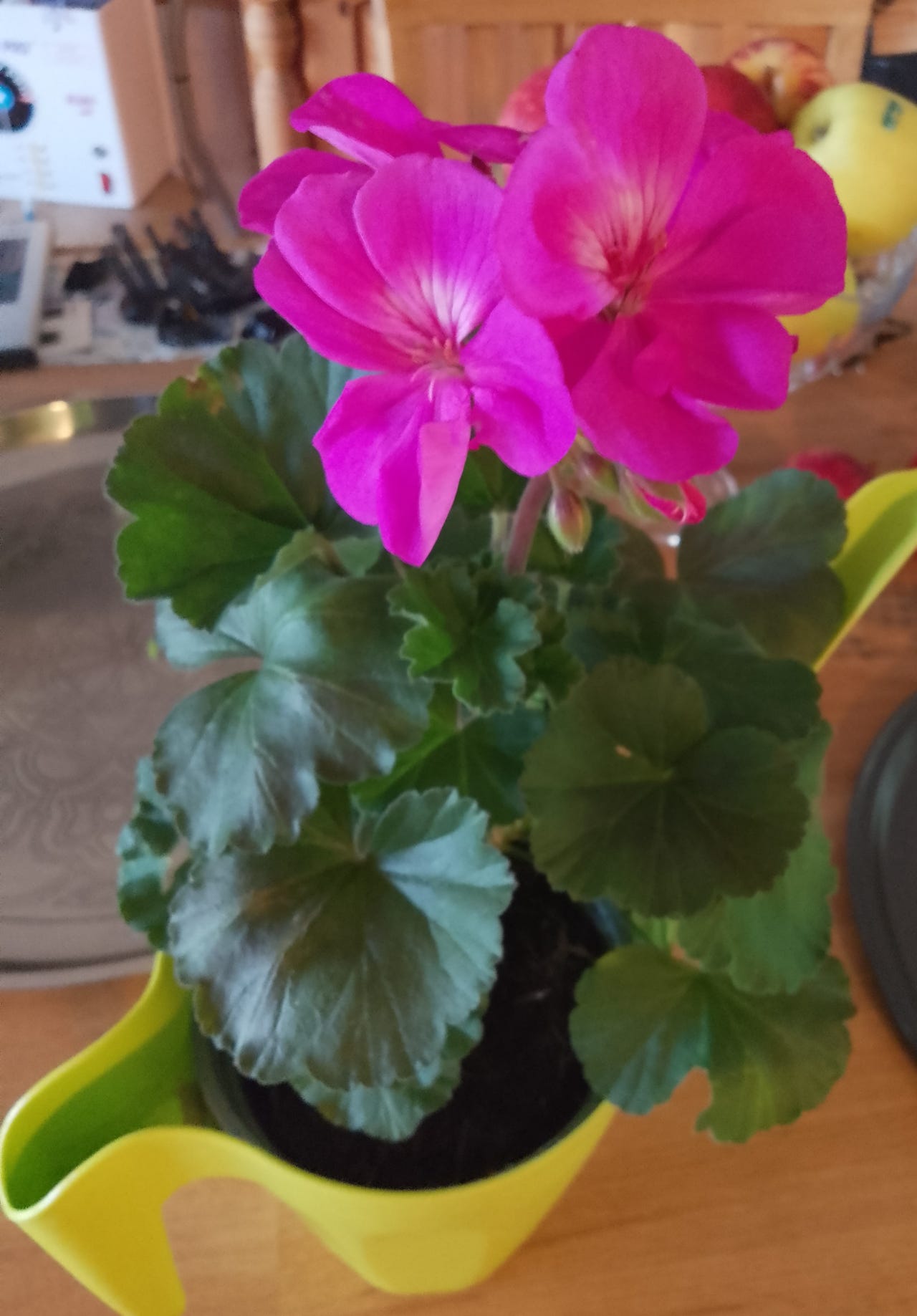 Pelargonium z. Toscana Castello Tessa Blue. . stikling. | FINN-torget
