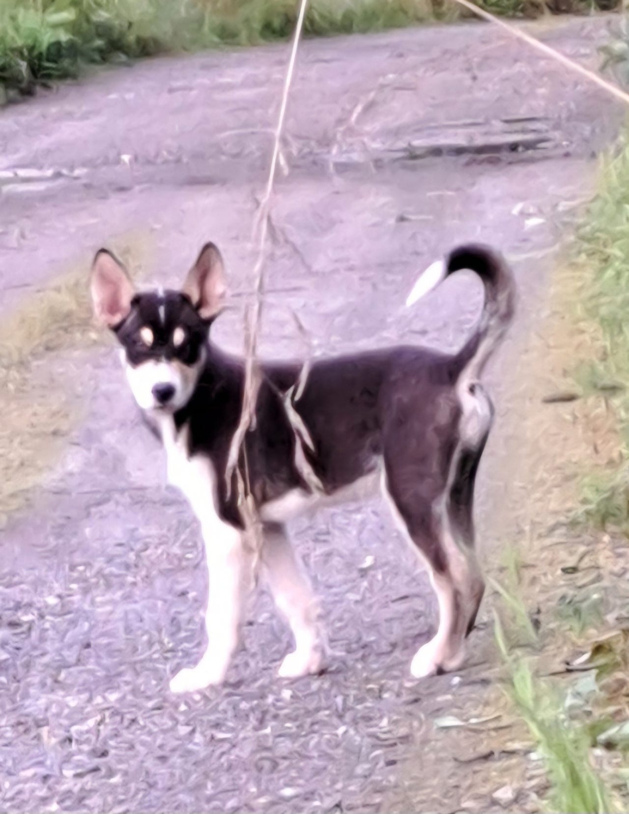 Nydelige valper | FINN-torget