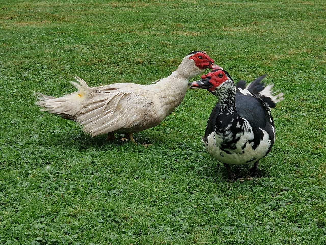 Moskusand tilsalgs, kun andrikker | FINN-torget