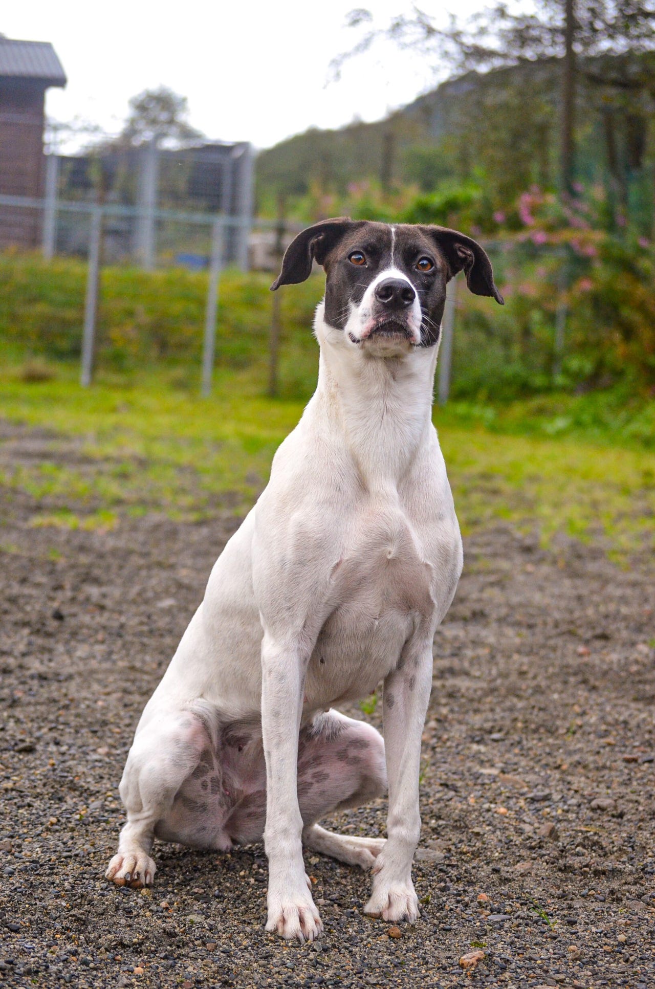 Pointer / Border Collie / Alaska Husky tispe 2 år | FINN-torget