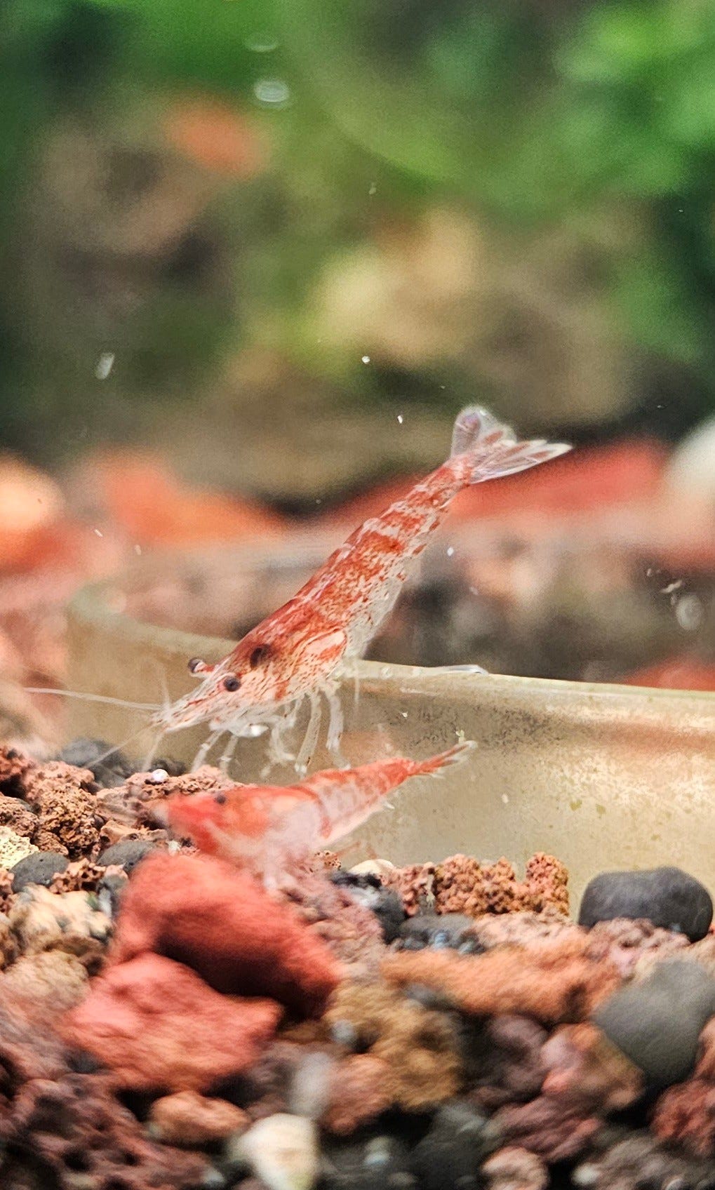 Bloody Mary reker Low Grade | FINN-torget