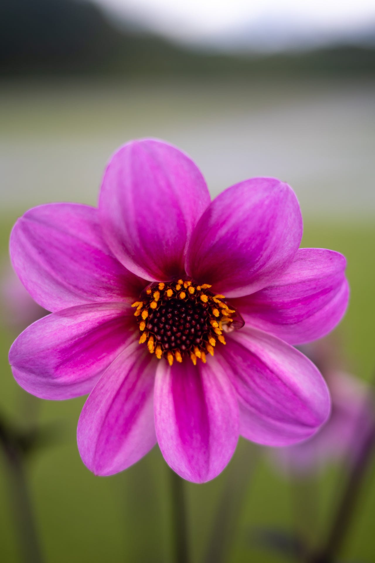 ! Objektivet Industar 61L/Z f2.8/50mm M42 Makro | FINN torget