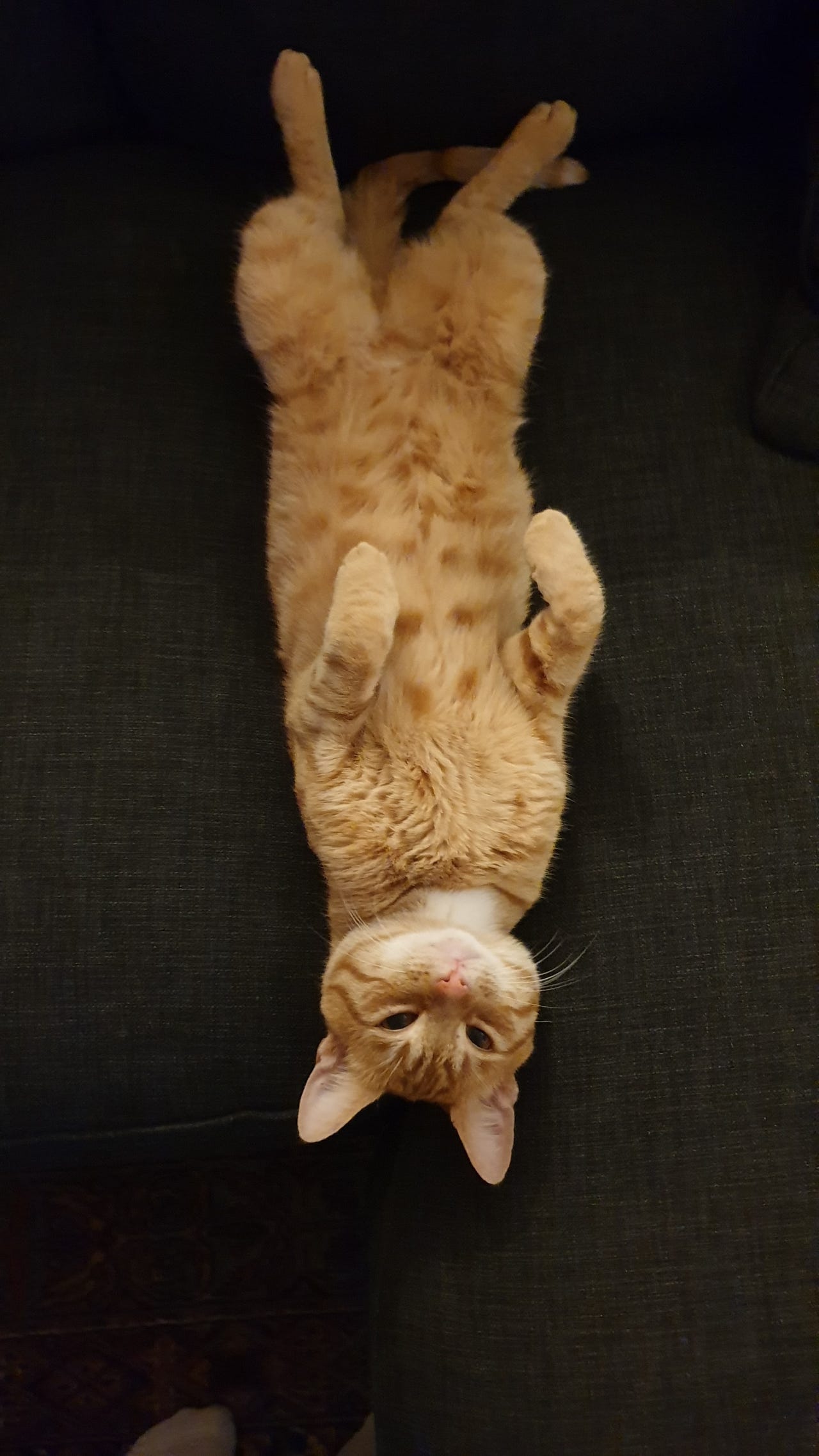 En nydelig han kat | FINN-torget