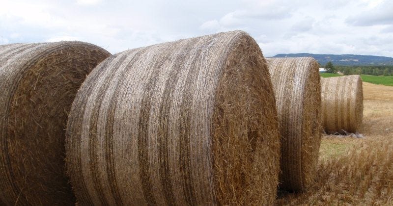 Tørr halm for strø til frilandsgris ønskes kjøpt! | FINN-torget