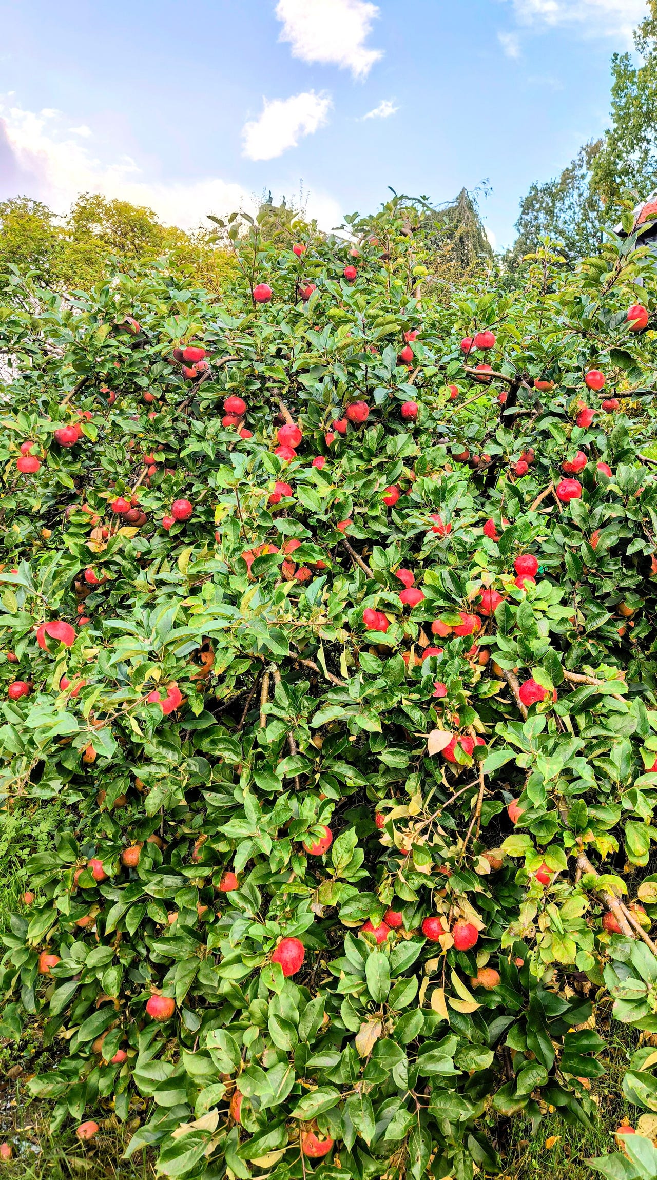 Ønsker du pressing av epler/pærer fra egen hage til juice/most? | FINN-torget